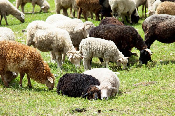 Scrapie Flock Certification Program - Scrapie Canada